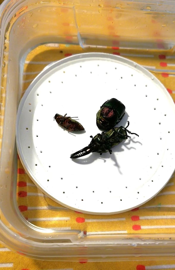 Fishy Father's Bug Pinning Tutorial