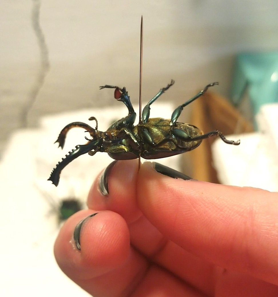 Fishy Father's Bug Pinning Tutorial