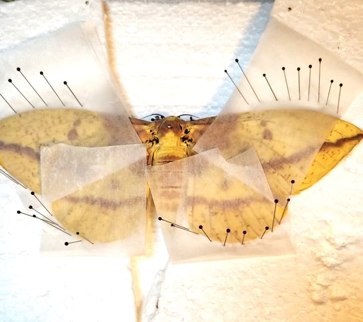 Fishy Father's Bug Pinning Tutorial