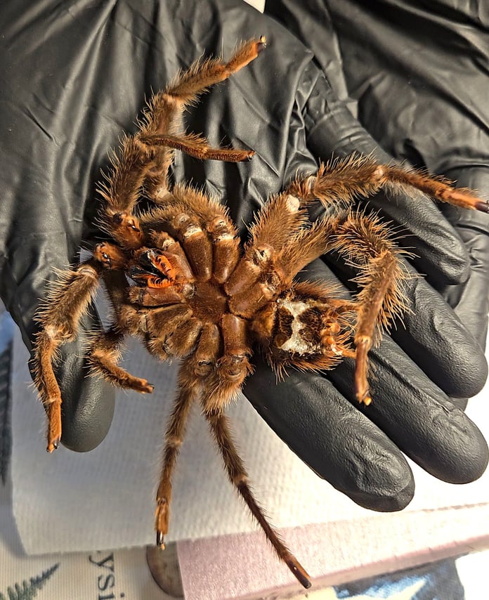 Fishy Father's Bug Pinning Tutorial